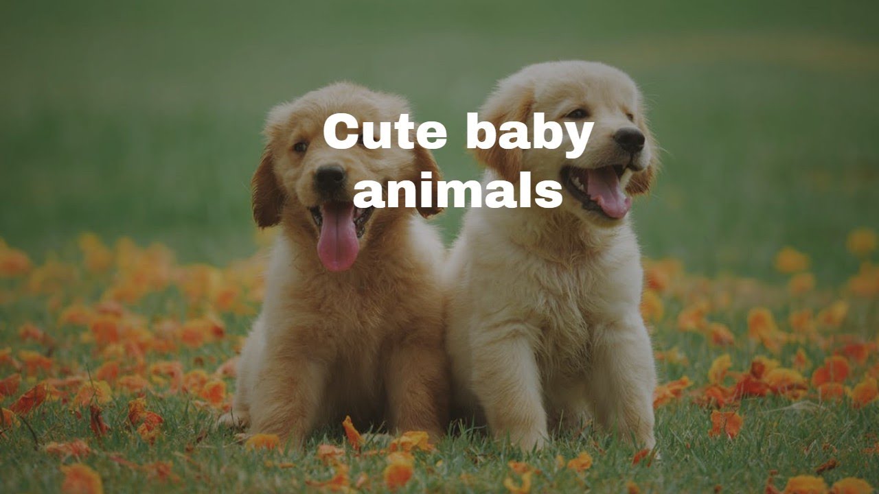 Super cute baby animals compilation of 2020 - YouTube