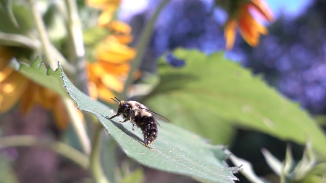 Leaf Surfing Bee Salutes You - YouTube