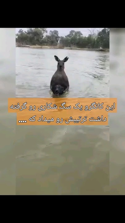 بیچاره شکارچی که رفته برای کمک به سگه Youtube