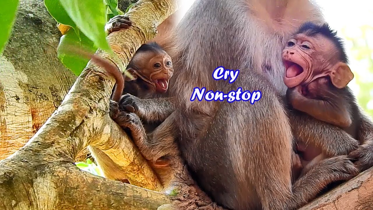 Super cry non-stop baby monkey Milo - Very pity baby Milo shout cry ...