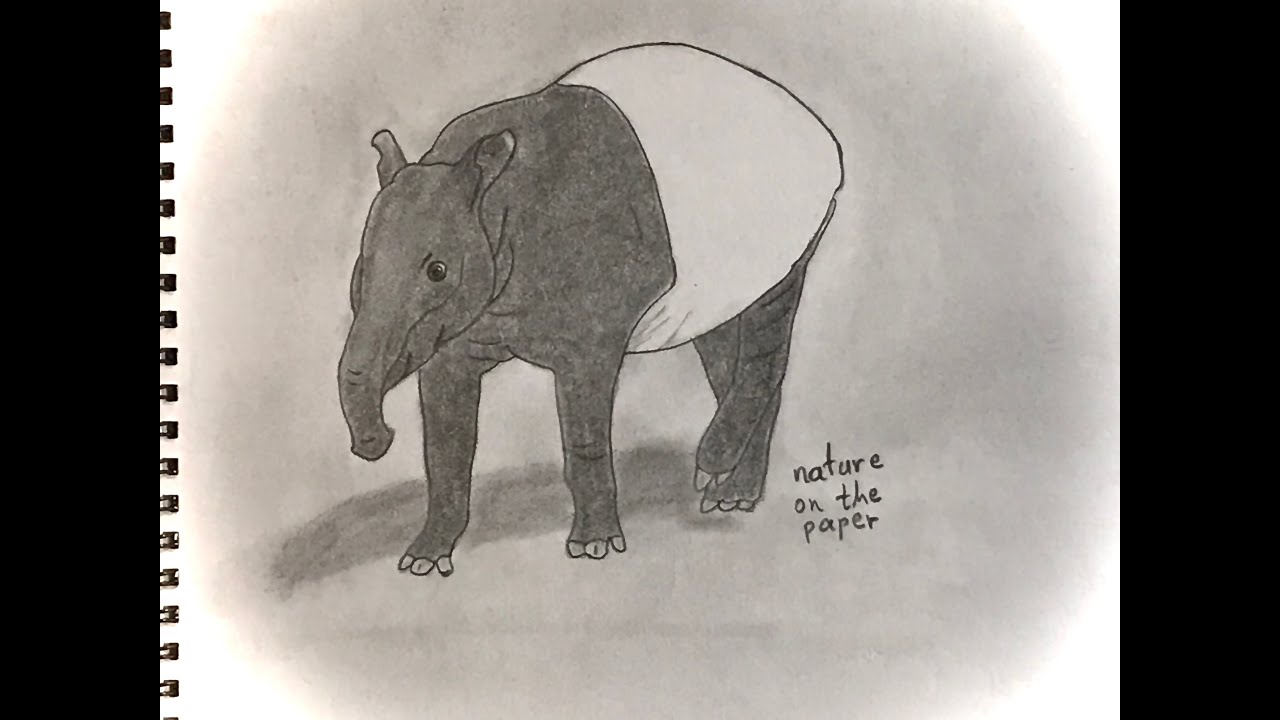 How to draw tapir/Πως να ζωγραφίσω έναν Τάπιρο/Ζώα προς εξαφάνιση - YouTube