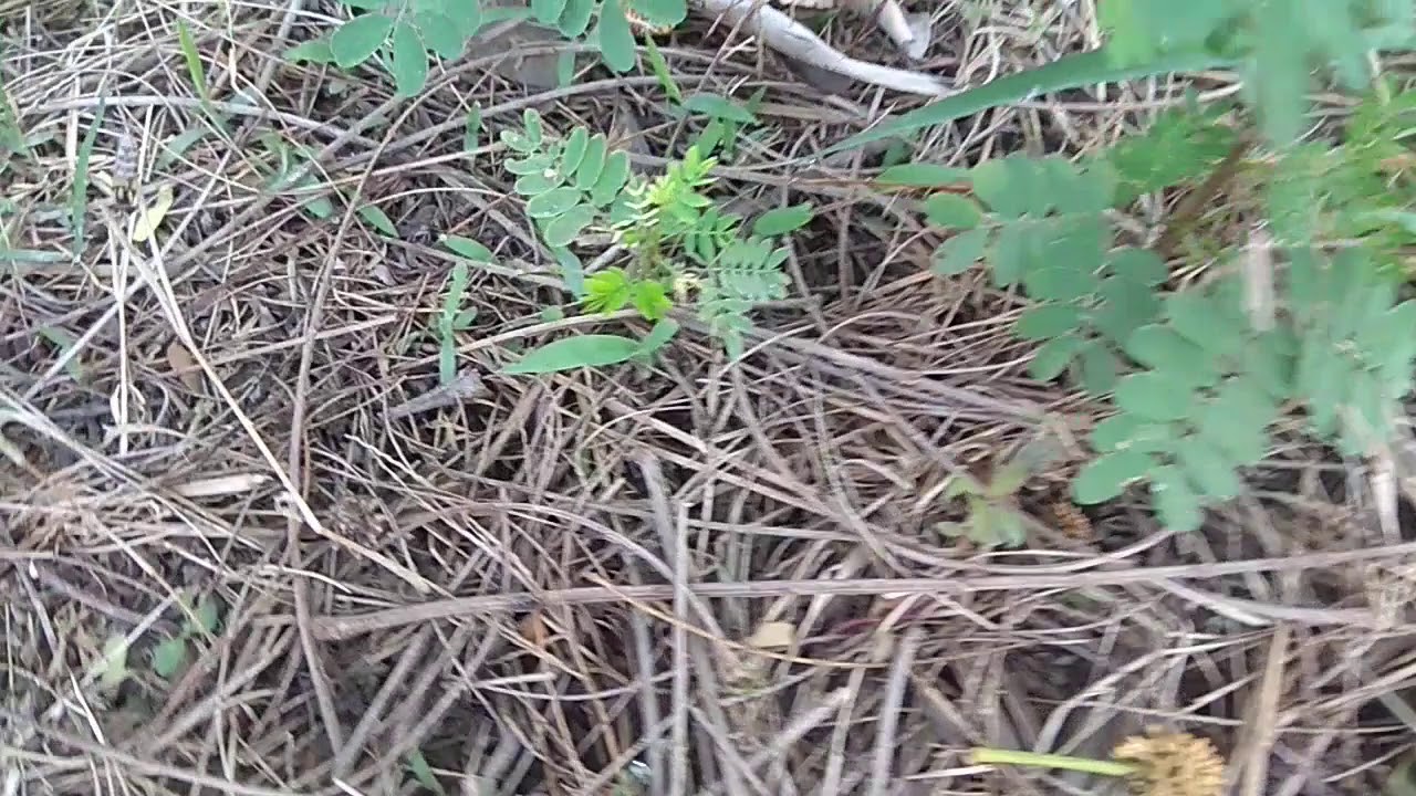 subabul plant grow in Hindi,subabul tree farming,gardener dost,subabul ...