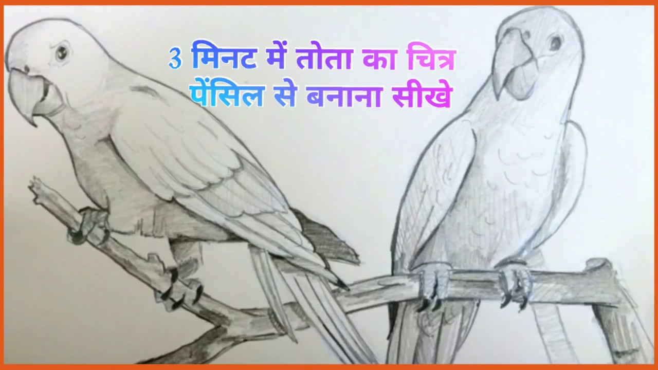 How to draw two parrots sitting on branch of tree //very simple||Pencil ...