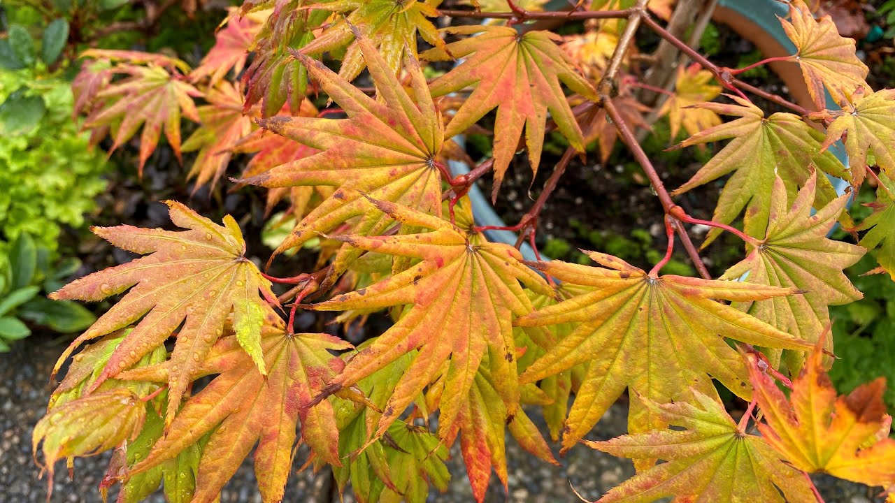 Full Moon Maples "Autumn Moon" & "Jordan" 2023 - YouTube