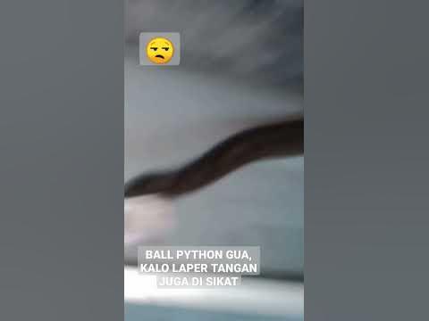 BALL PYTHON GUA KALO LAPER TANGAN AJA DI SERGAP.... - YouTube