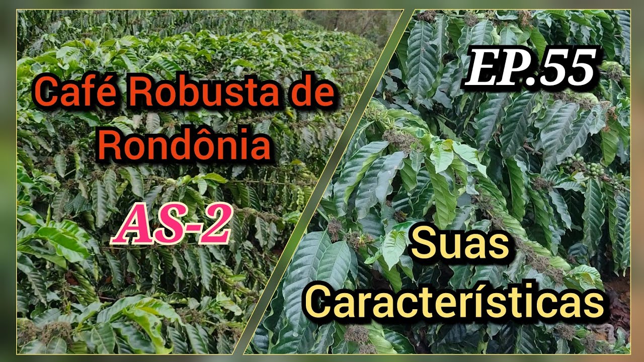 Características (Clone AS-2) Café Conilon Robusta de Rondônia ...