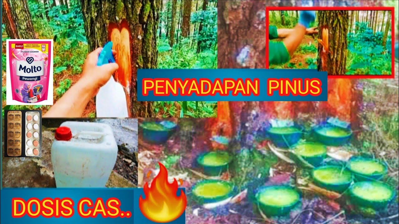 CARA MENGETAHUI DOSIS OBAT CAS UNTUK PENYADAPAN POHON PINUS - YouTube