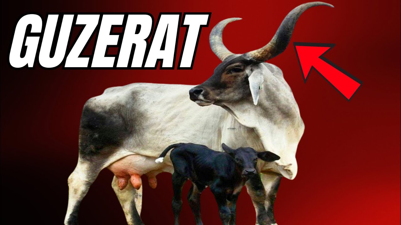 🔴 Raza Guzerat: Características, Adaptabilidad y Producción De Leche ...