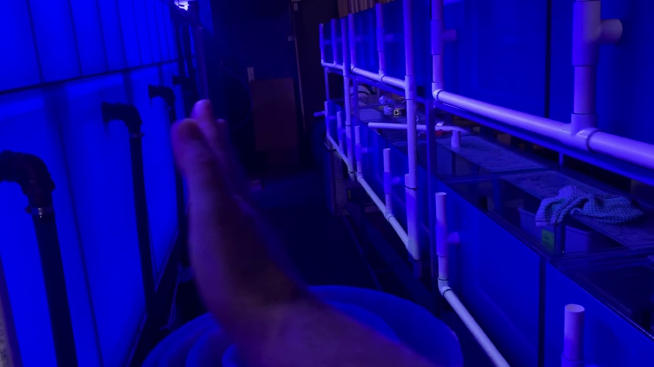 We have started the plumbing of our new freshwater racks at Majestic ...