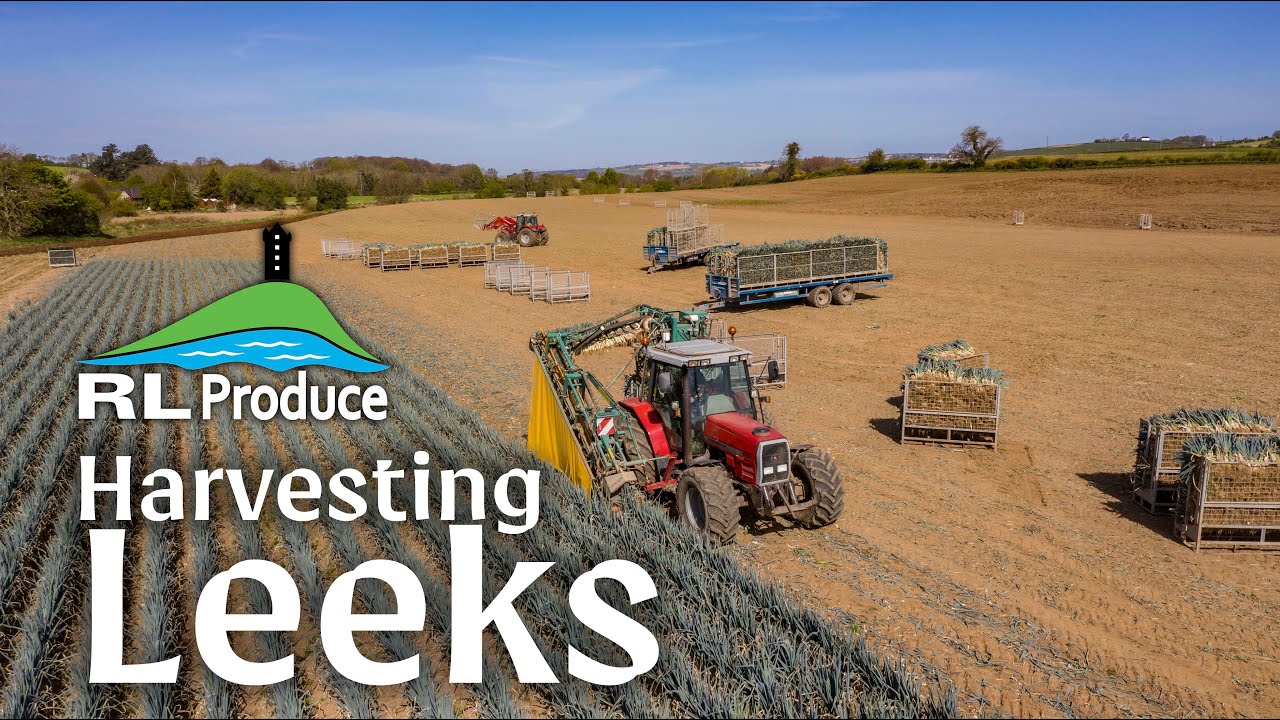 RL Produce Harvesting leeks 2020 - Baekelandt Leek Harvester - YouTube