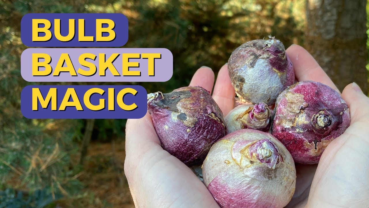 Plant bulbs this way | How to use bulb baskets - YouTube