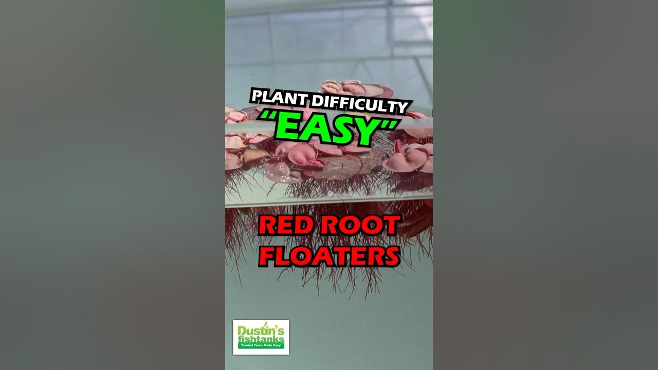 RED ROOT FLOATER (WOW FLOATING PLANT) PHYLLANTHUS FLUITANS - YouTube