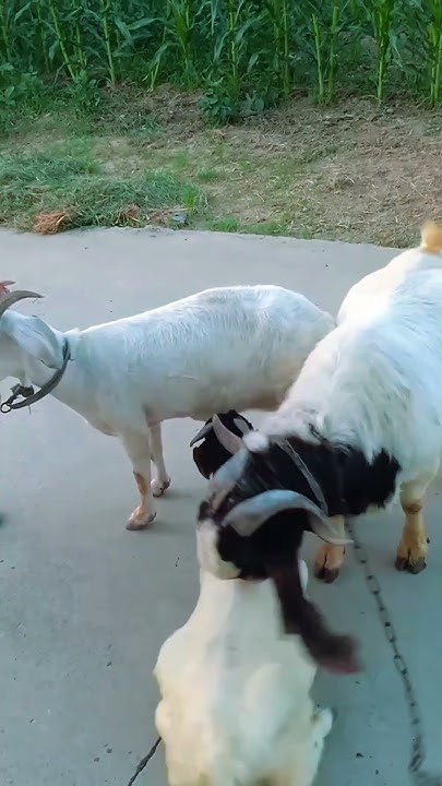 good enjoy short morning goats village life 550 - YouTube