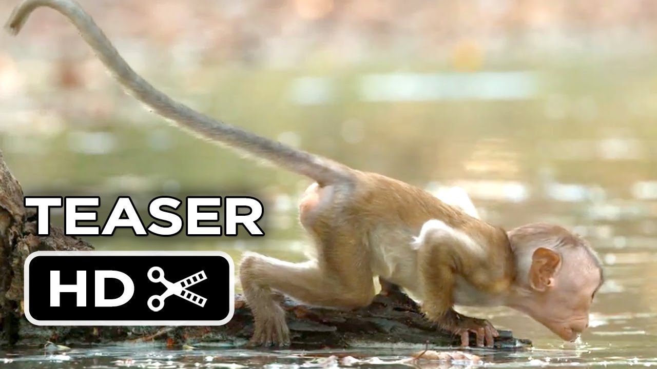 Monkey Kingdom TEASER 1 (2015) - Disneynature Documentary HD - YouTube