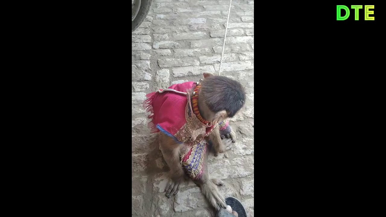 Monkey Acts Like A Human | Monkey Dancing | Animal Acting | Animal ...