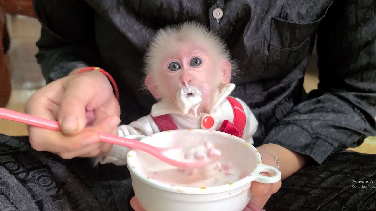 Tini the monkey eats yogurt super cute 😍💋 - YouTube