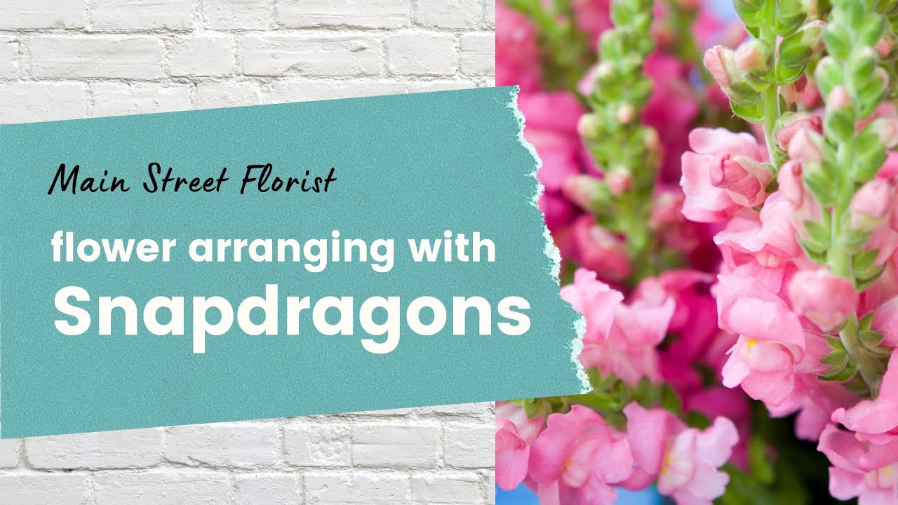 Flower arranging with Snapdragons - YouTube