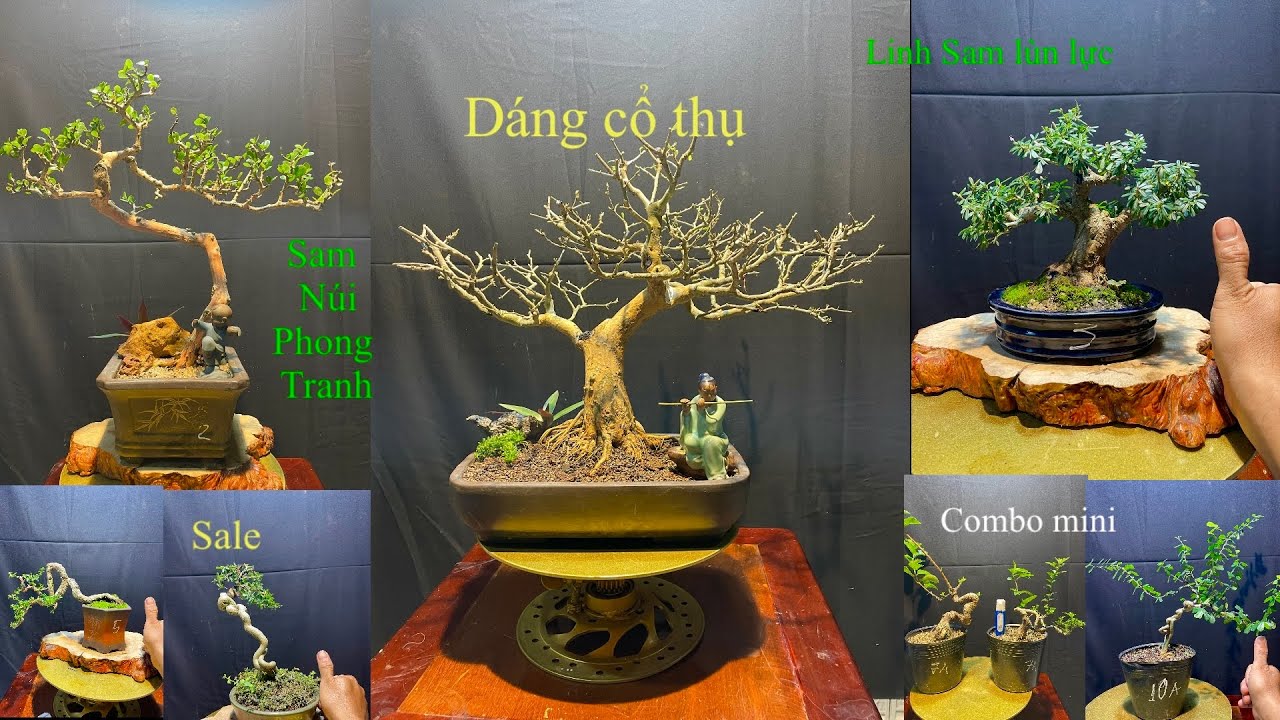 Video 197 : linh sam dáng trực lắc lùn lực chi tàn đẹp , sam núi phong ...