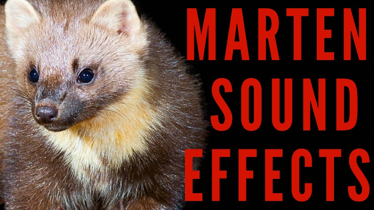 WHAT IS SOUND OF MARTEN - Marten Sound Effects | maktub_ytv - YouTube
