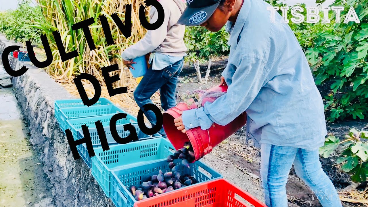 CULTIVO DE HIGOS PRODUCCIÓN COSECHA Y DISTRIBUCIÓN DE HIGO #2 - YouTube