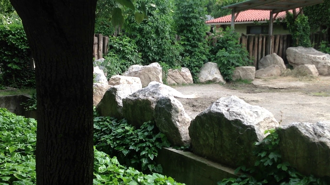 Parco delle Cornelle (zoo) - YouTube