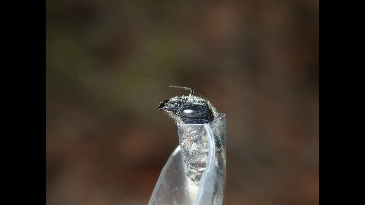 'Ultra-Rare' Blue Bee Rediscovered By Researchers In Florida - Today ...