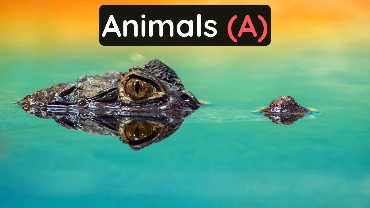 Animals Letter A - Flashcards for Kids by Bitsboard.com - YouTube