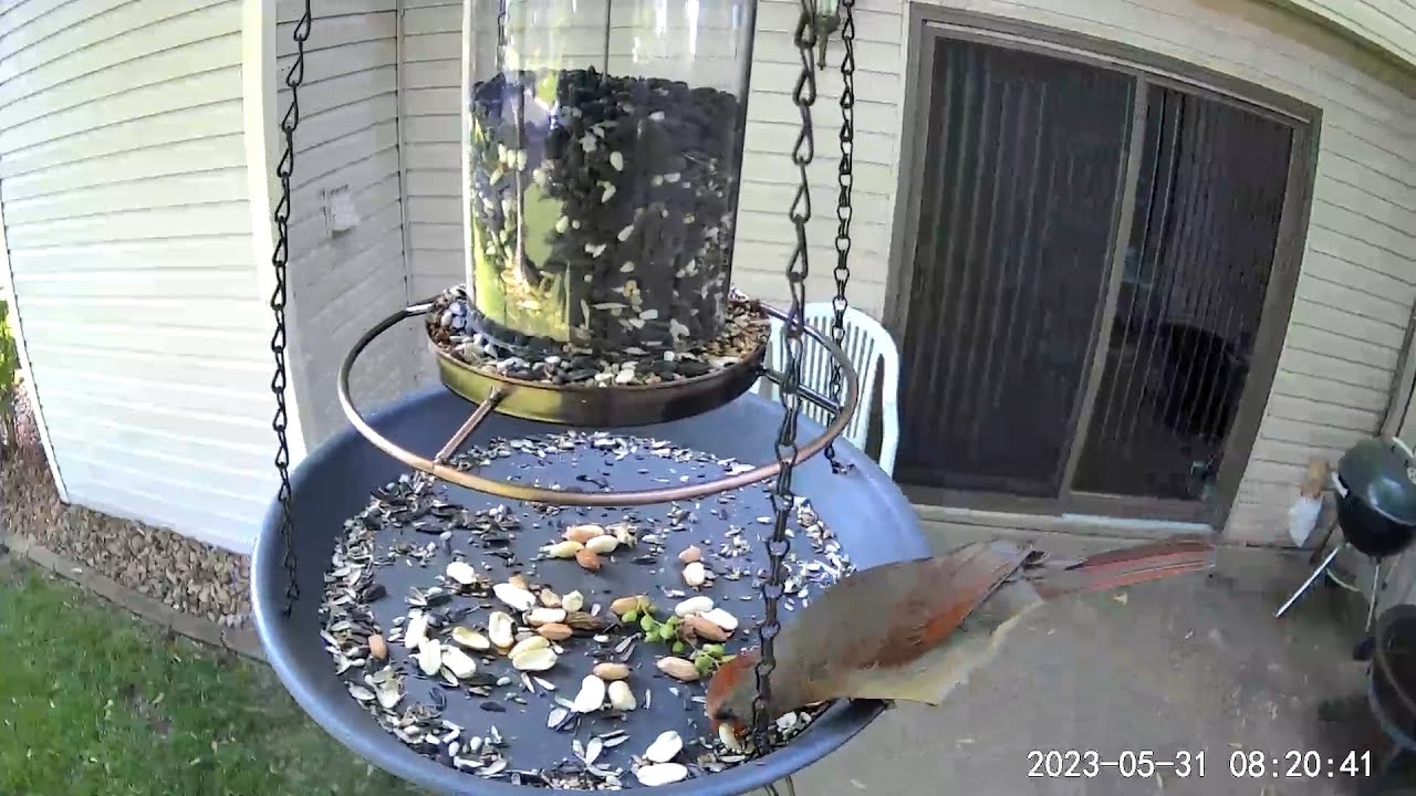 2023/05/31 - A female Northern Cardinal breaks a few peanuts into ...