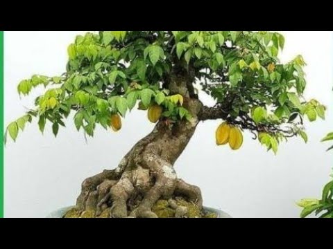 TANAMAN BONSAI BUAH YANG COCOK UNTUK PEMULA // MEMBUAT BONSAI BUAH TERMAHAL