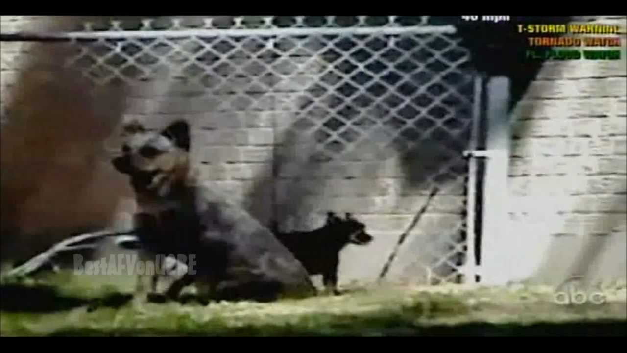 ☺ America's Funniest Home Videos Part 133 (Funny AFV Compilation Clips ...