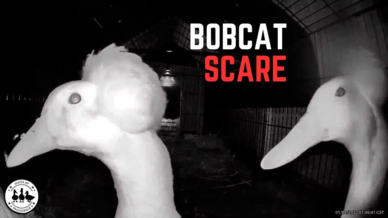 The SCARIEST moment in the life of our ducks - YouTube