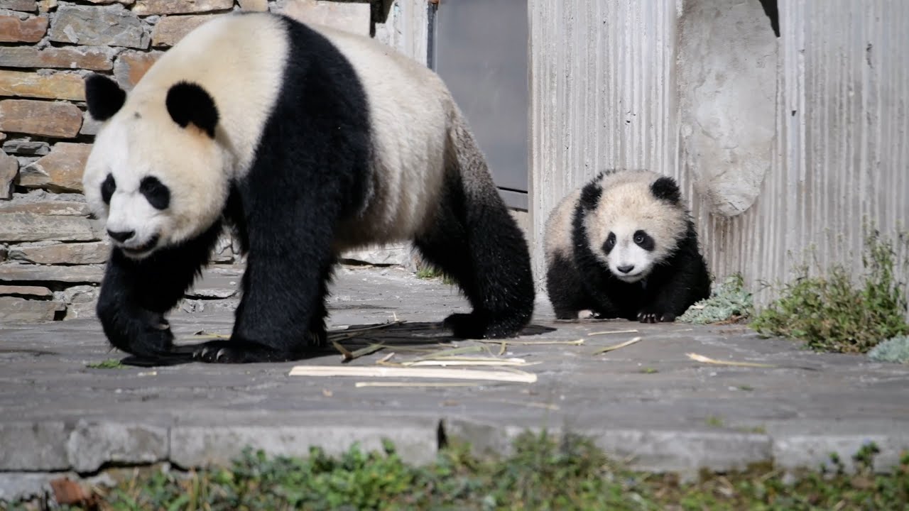 Chengdu Panda Tour - YouTube