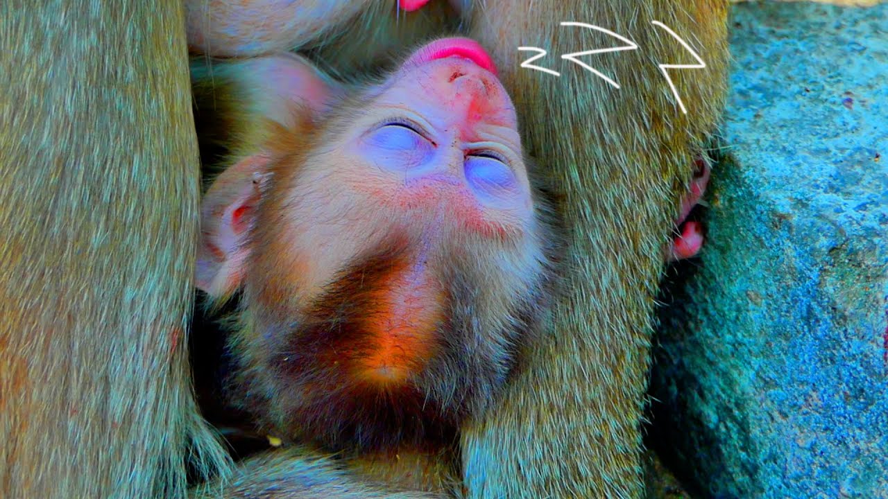 Sweet dream...but I guess the dream of baby monkey JURY is sucking milk ...