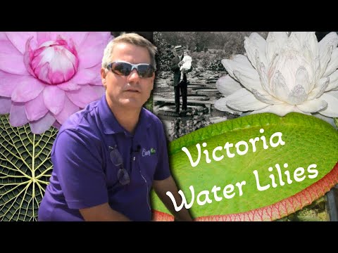 Giant Victoria Water Lily: A Titanic Masterpiece