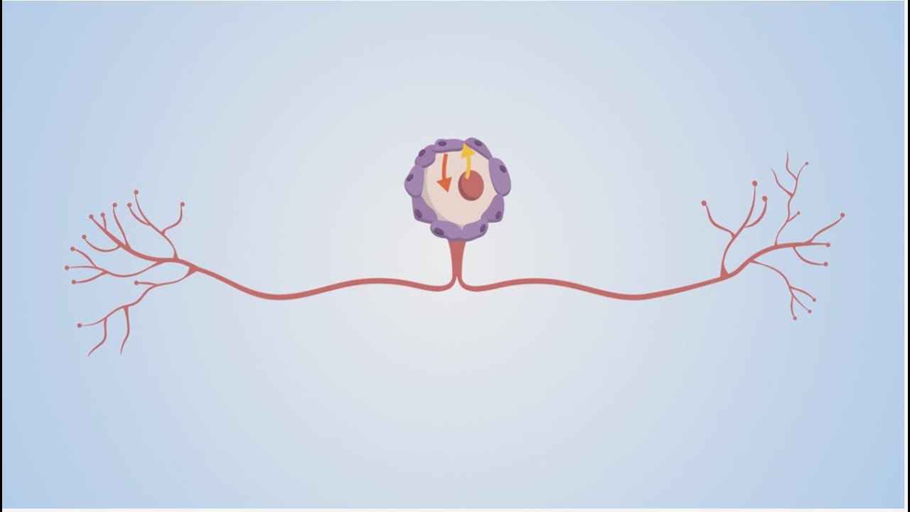 How can we repair damaged axons? - YouTube