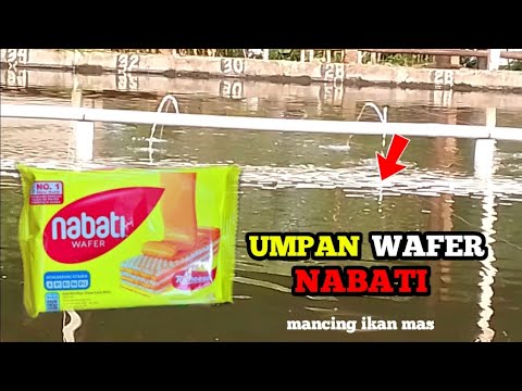 SUKSES..!! Mancing ikan mas djempol keju susu+wafer nabati hasilnya ikan babon semua yg makan #umpan