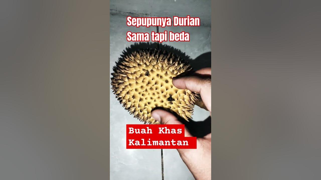 buah Elay khas Kalimantan #buah #viralvideo #fyp #buahkalimantan #fruit #happy #fypyoutube - YouTube
