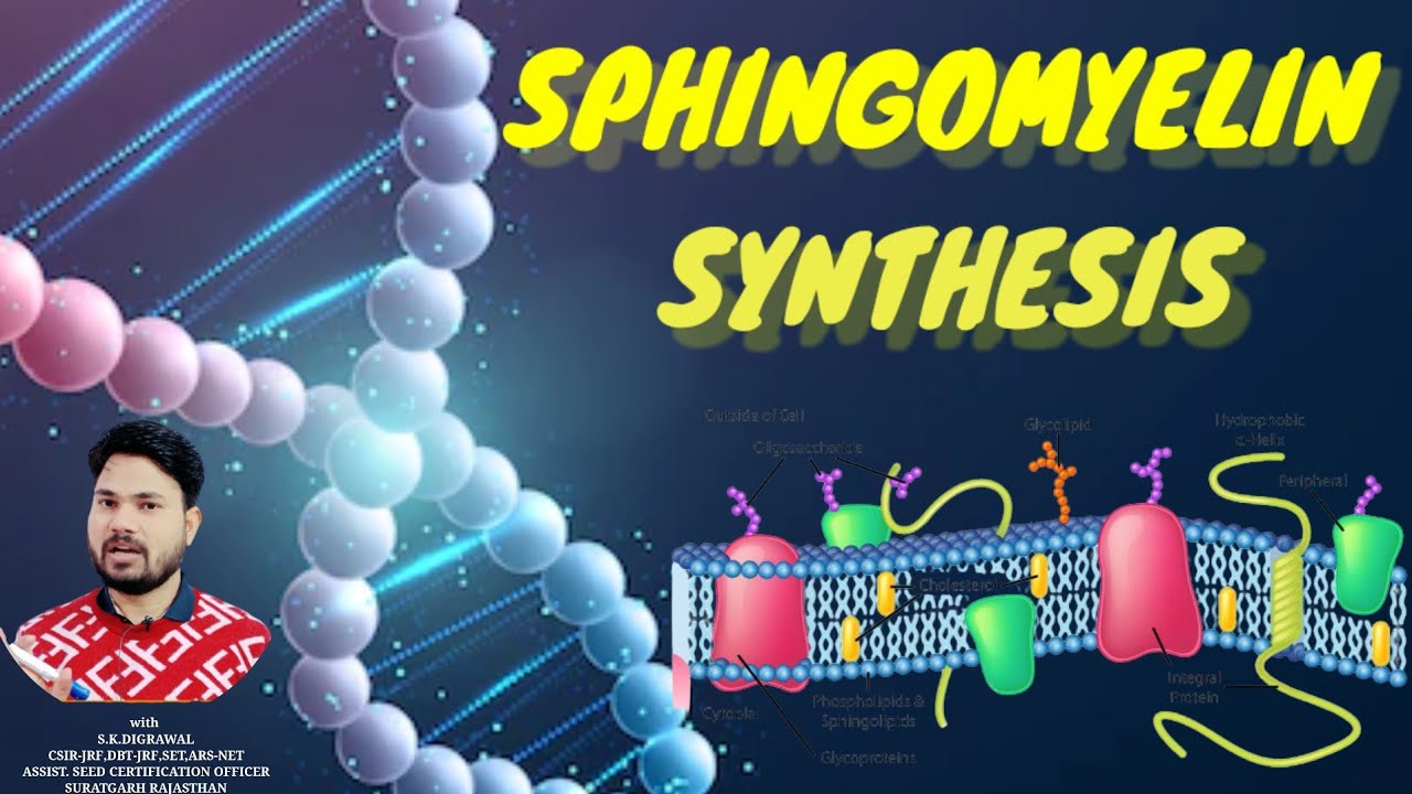 Synthesis Of Sphingomyelin // Ceremide // Sphingosine ...