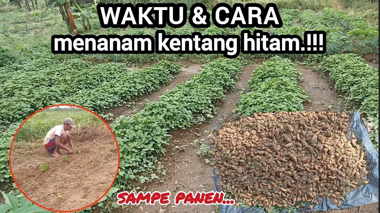 budidaya kentang hitam jawa‼️dari awal sampe panen.#kentang #kebun # ...