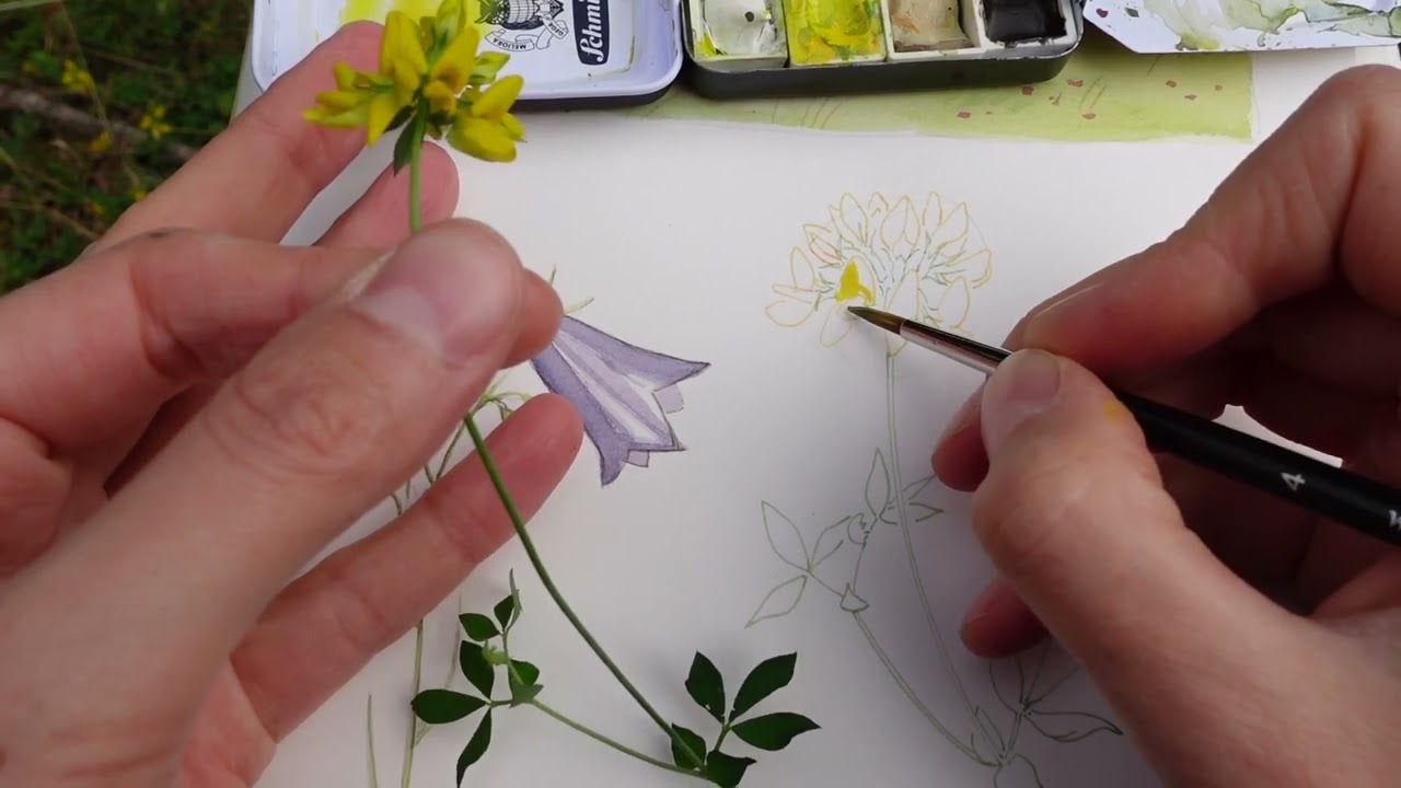 Wildflowers in Watercolor and Ink - A field trip and a new sketching ...