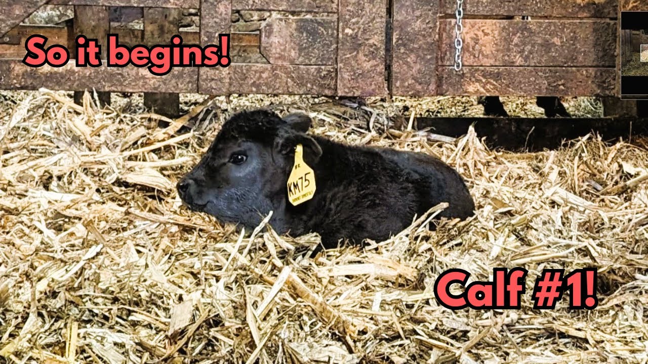 So it begins! Calf #1! - YouTube