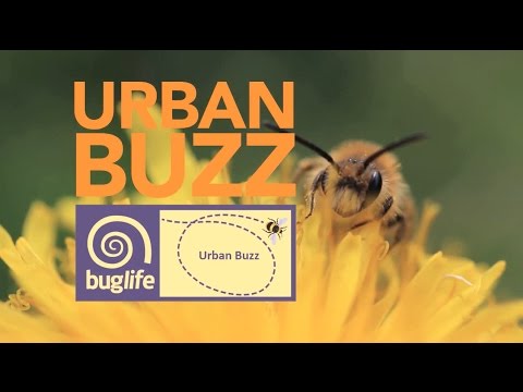 Urban Buzz - YouTube