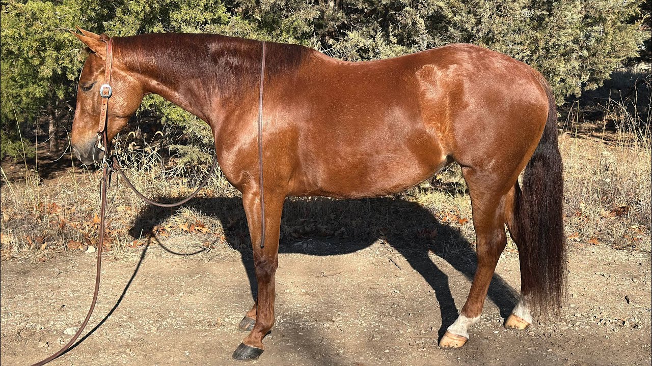 Triangle Horse Sale: 2025 Winter Sale—Hip #297 - YouTube