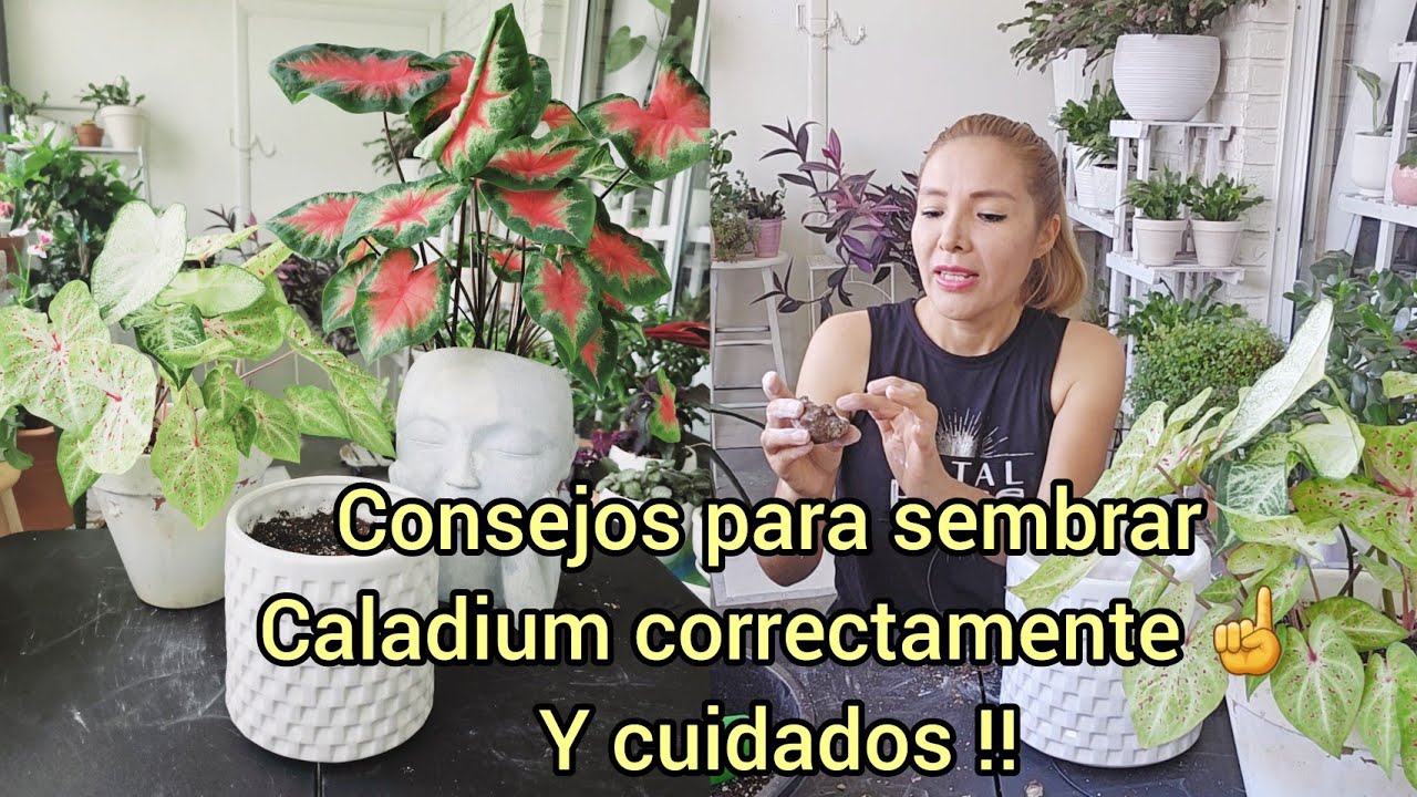CUANDO Y COMO SEMBRAR CALADIUM CORRECTAMENTE Y CONSEJOS PARA SU CUIDADO 😍!! - YouTube