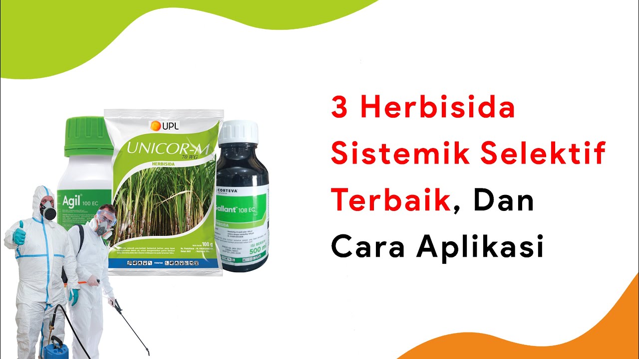 Aplikasi Herbisida Sistemik Harus Begini, 3 Herbisida Sistemik Selektif ...