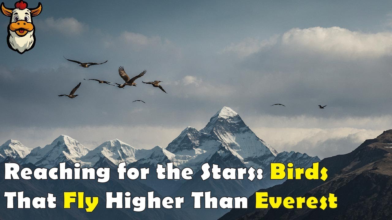 Soaring to New Heights The 10 Highest Flying Birds - YouTube