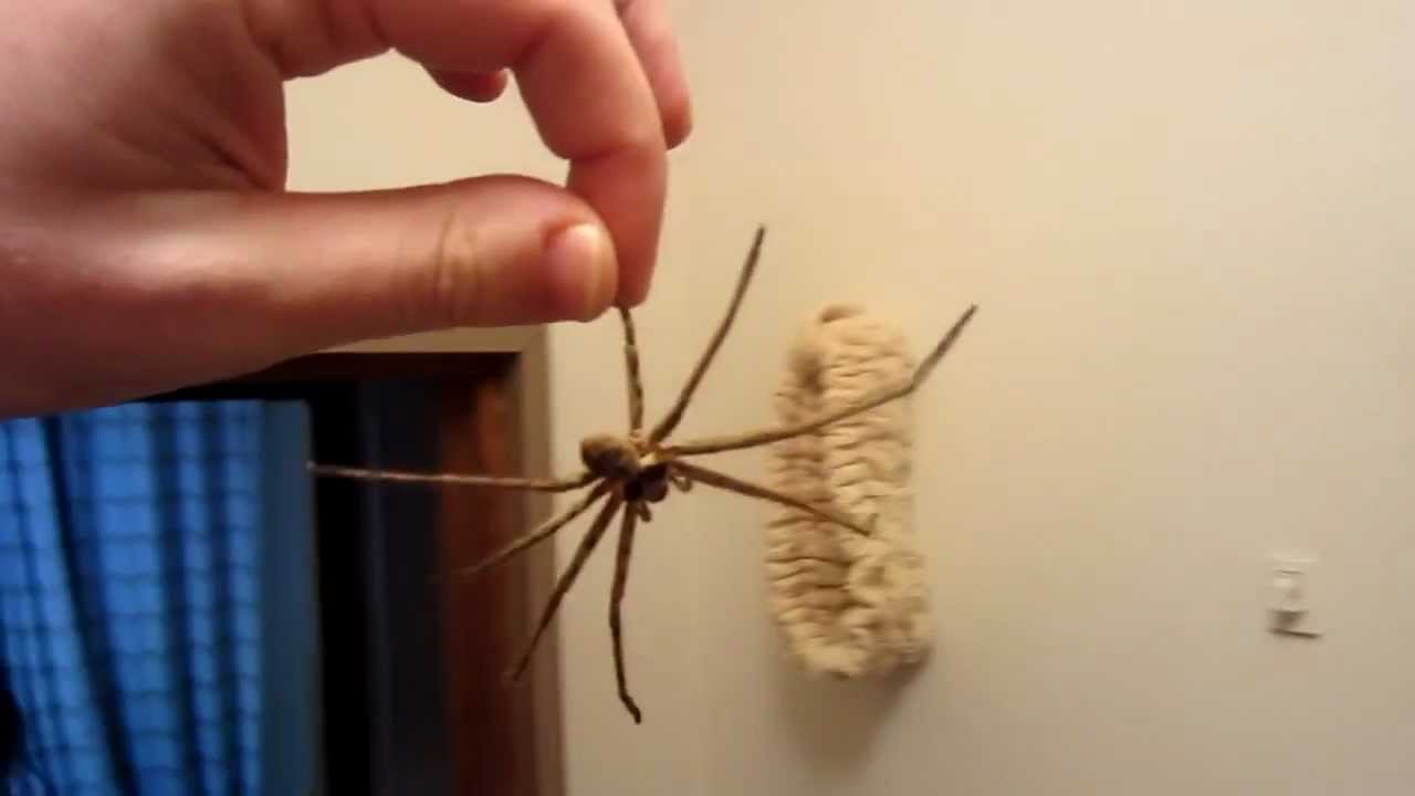 SPIDE-ZILLA - The removal of ONE BIG Spider from my house (Kyushu ...