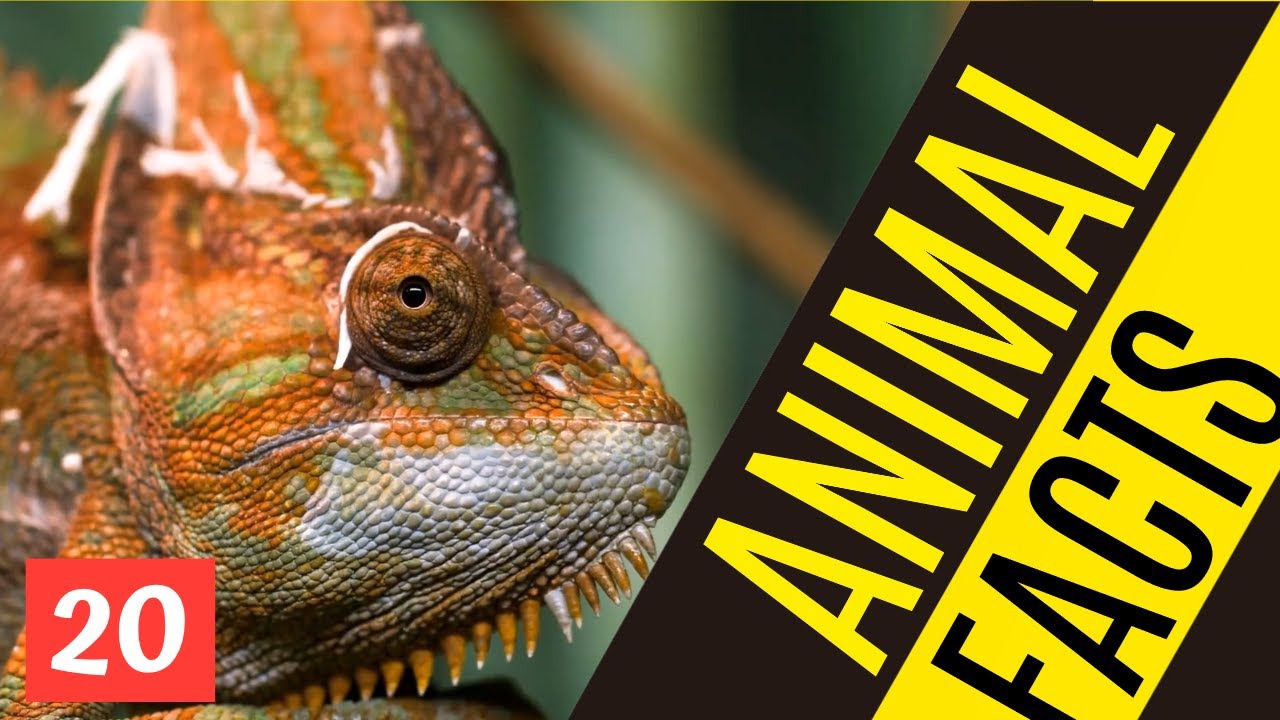 20 Incredible Animal Facts That Leave You Mesmerized - YouTube
