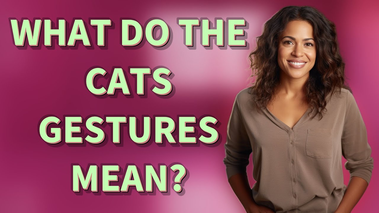 What do the cats gestures mean? - YouTube