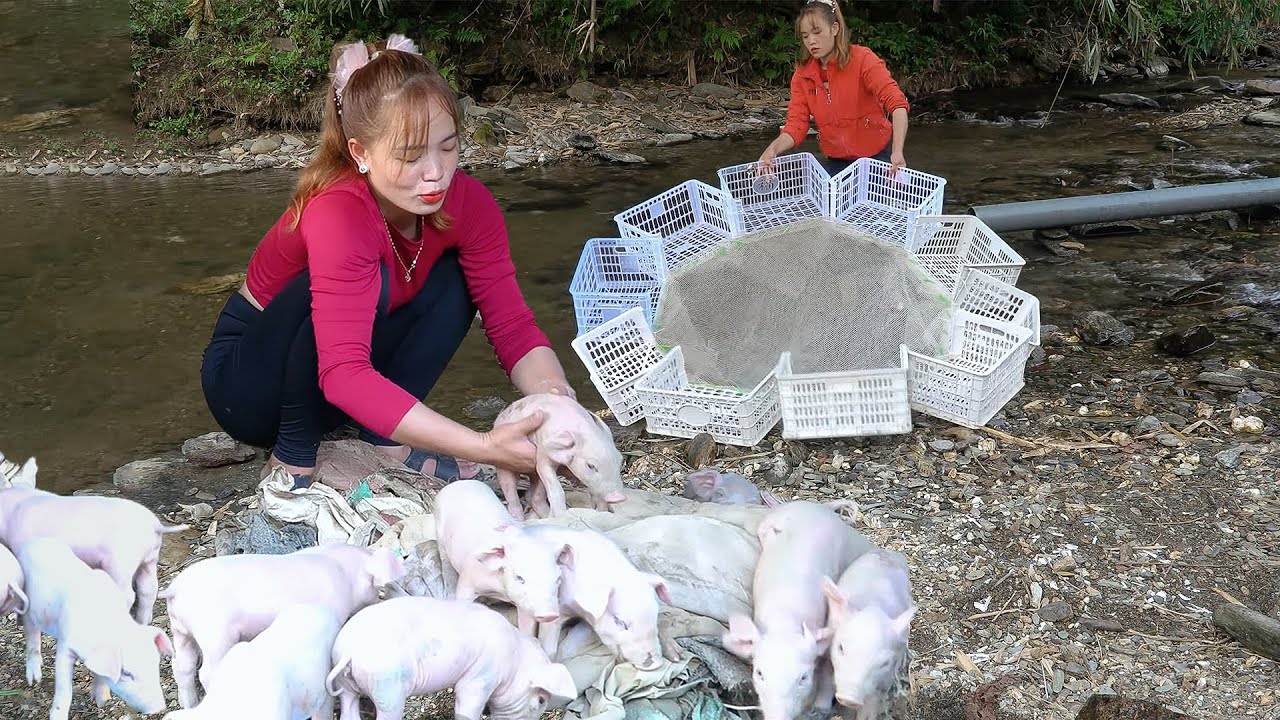 Newborn Pig & Taro Harvest for Piglets | Smart Girl’s PC Tube Fish Trap ...